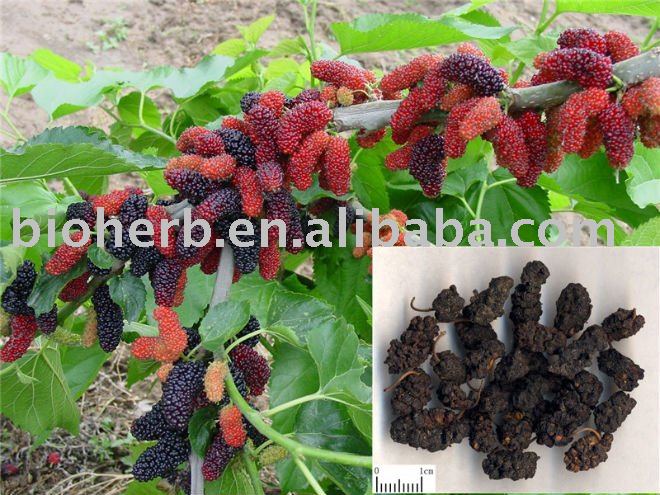 Chinese Herbs In Western View - Sang Shen (Fructus Mori) Health Benefits and Side Effects ...