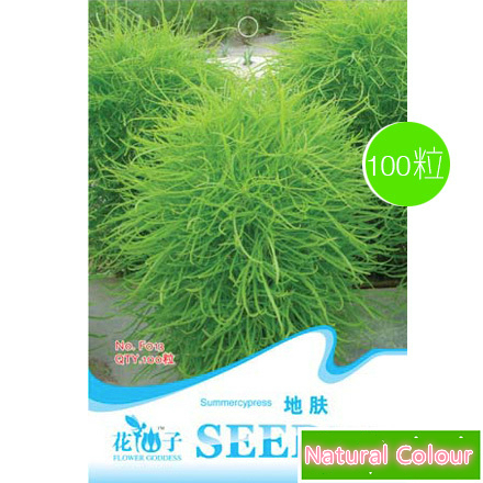 Купить 5 оригинальные пакеты 500 семян зеленый kochia веничная ...