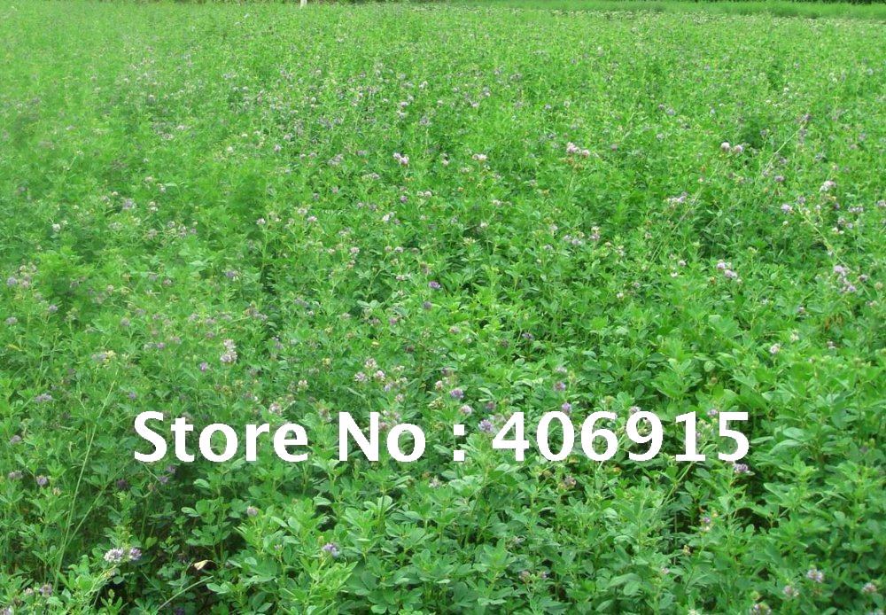 Купить 250 г семян люцерны семена с герметической упаковки * medicago ...